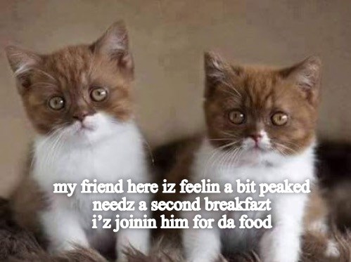 It’s For A Friend - Lolcats - lol | cat memes | funny cats | funny cat ...