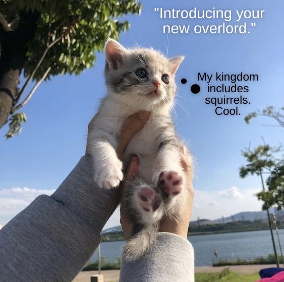 The Lion Kitty - Lolcats - lol | cat memes | funny cats | funny cat ...