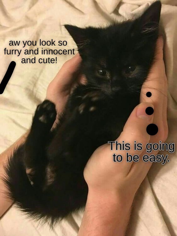 Life is going to be easy - Lolcats - lol | cat memes | funny cats ...