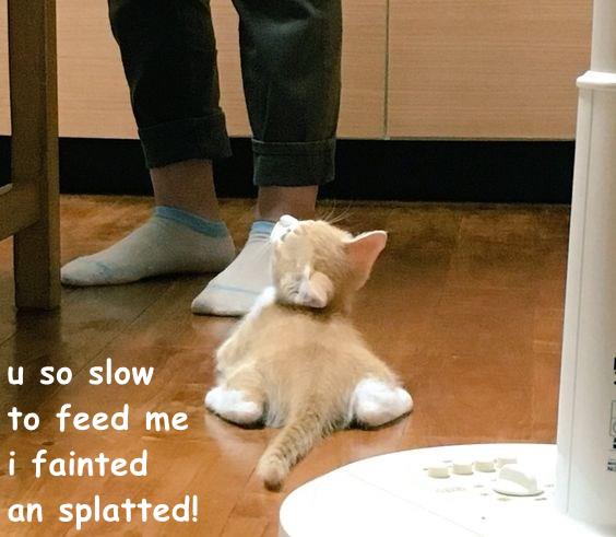 So slow - Lolcats - lol | cat memes | funny cats | funny cat pictures ...