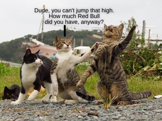 "Red Bull gives you wings" (so does catnip) - Lolcats - lol | cat memes ...