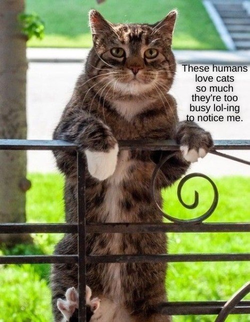 It's a CATch-22 - Lolcats - lol | cat memes | funny cats | funny cat ...