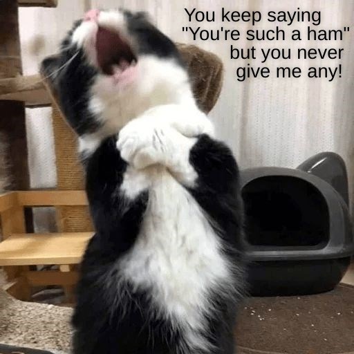 No fair! - Lolcats - lol | cat memes | funny cats | funny cat pictures ...