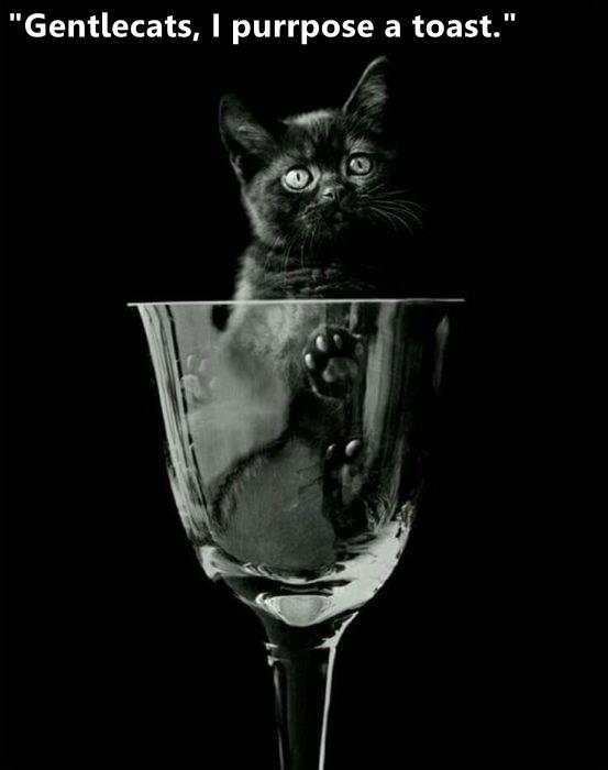"Gentlecats, I purrpose a toast." - Lolcats - lol | cat memes | funny ...
