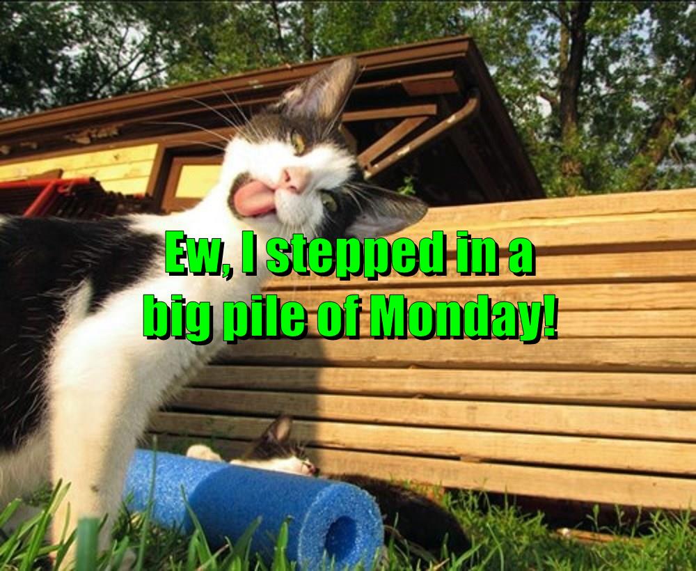 Eww - Lolcats - lol | cat memes | funny cats | funny cat pictures with ...