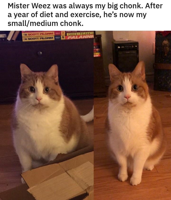 Memebase - fat - All Your Memes In Our Base - Funny Memes - Cheezburger