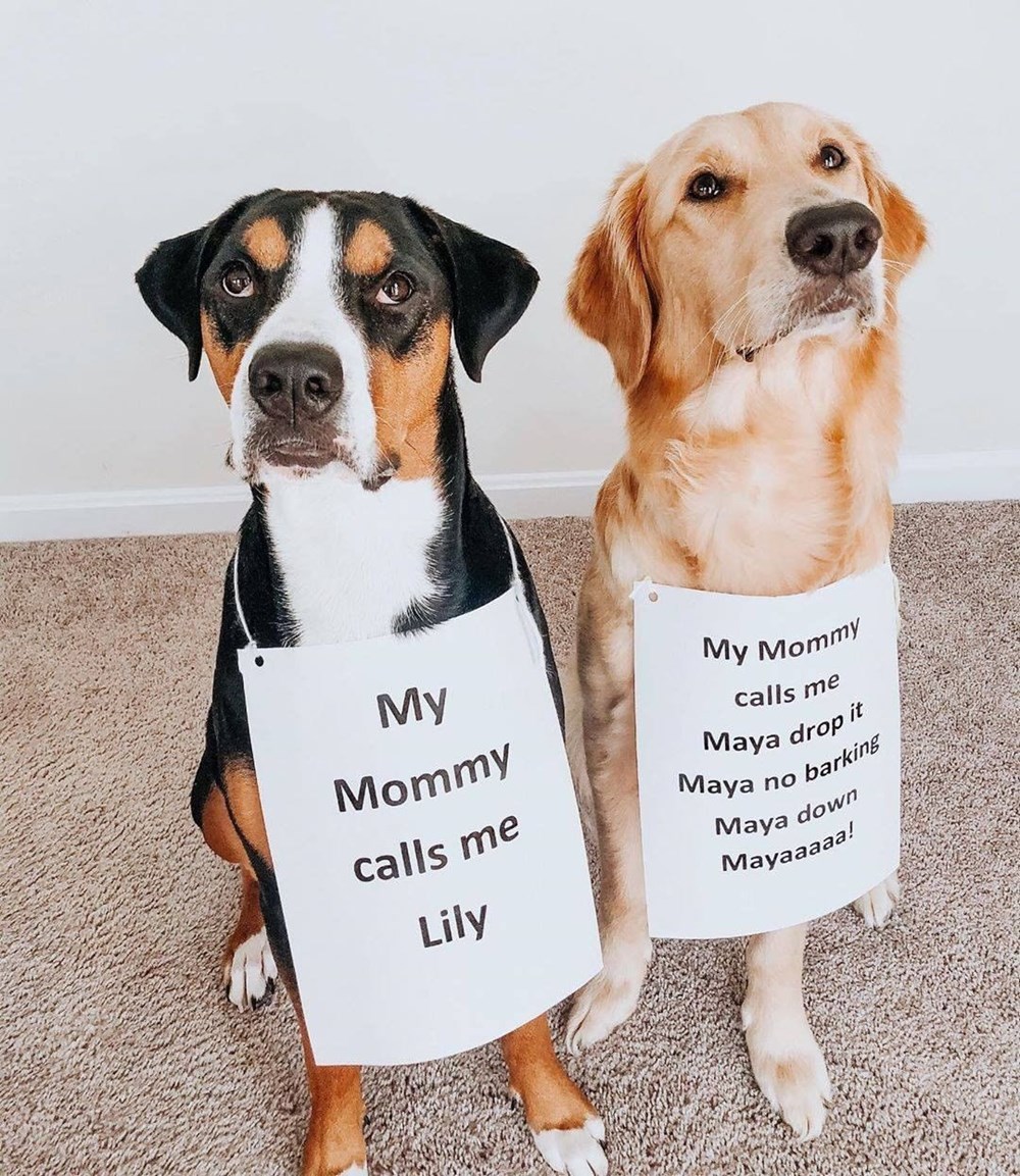 What Does It Mean When A Girl Calls You A Puppy