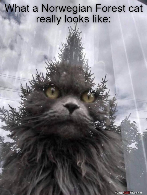 What a Norwegian Forest cat really looks like: - Lolcats - lol | cat ...