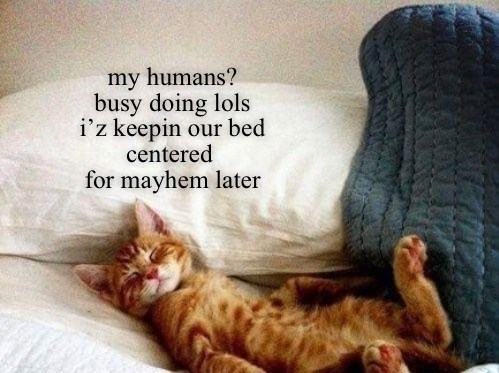 Happy Days - Lolcats - lol | cat memes | funny cats | funny cat ...