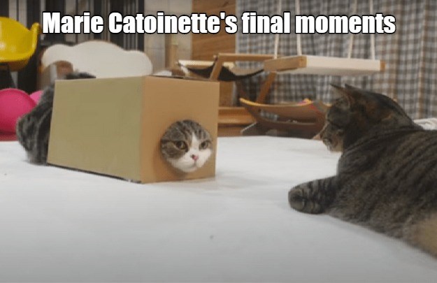 Marie Catoinette's final moments - Lolcats - lol | cat memes | funny ...