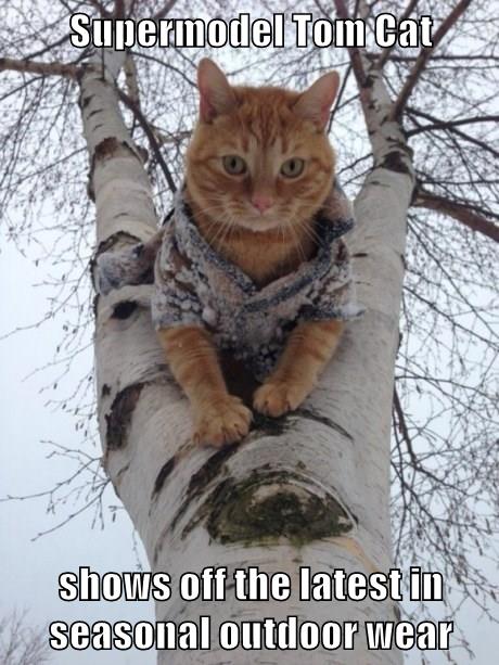 Supermodel Tom Cat - Lolcats - lol | cat memes | funny cats | funny cat ...