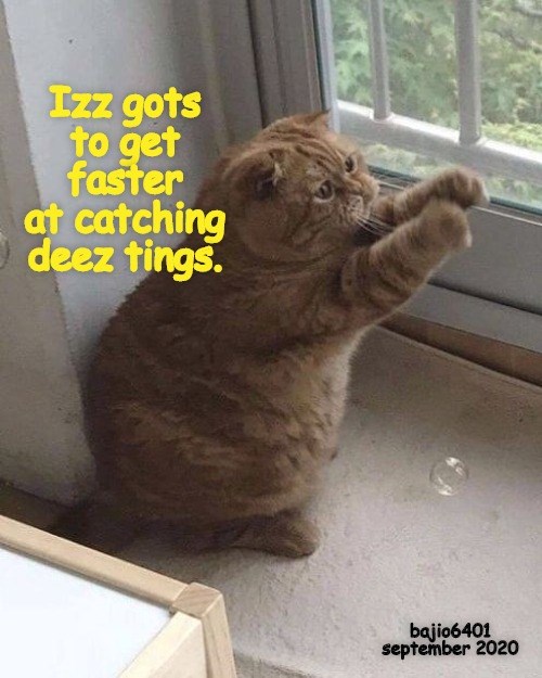 THEY'RE TOO FAST - Lolcats - lol | cat memes | funny cats | funny cat ...