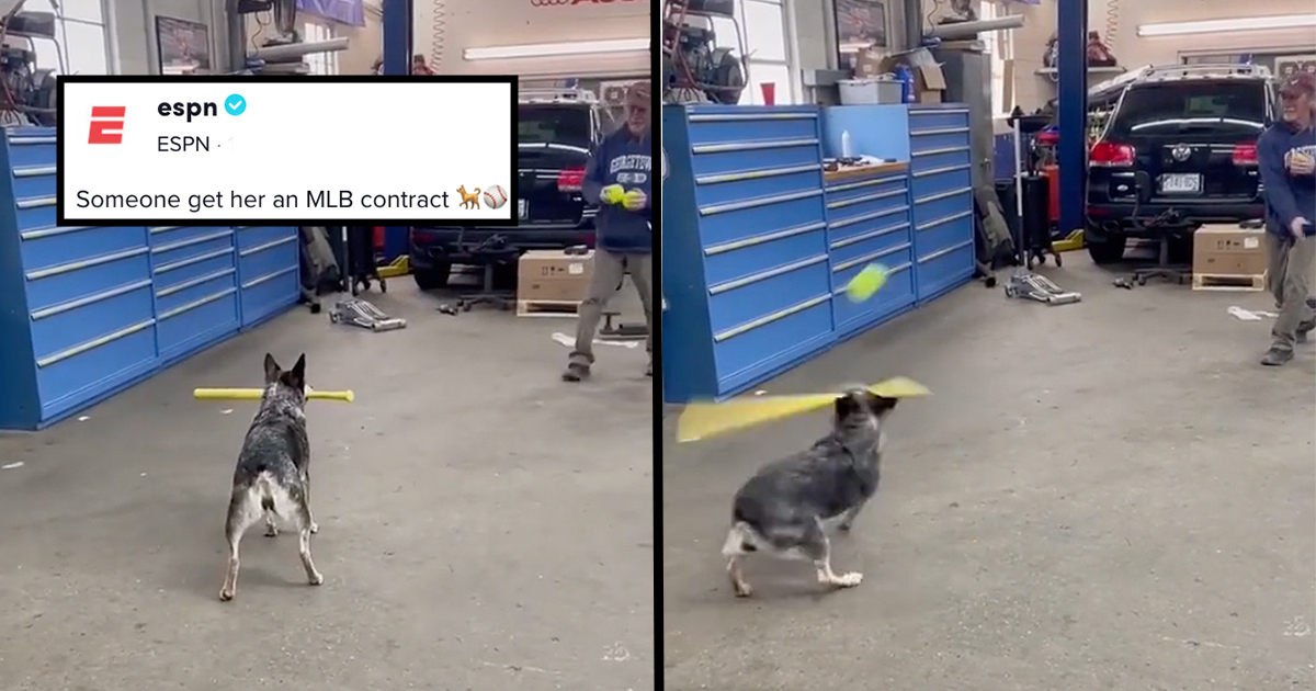 In Sports News: Dog Breaks the Internet By Being Seriously Good with ...