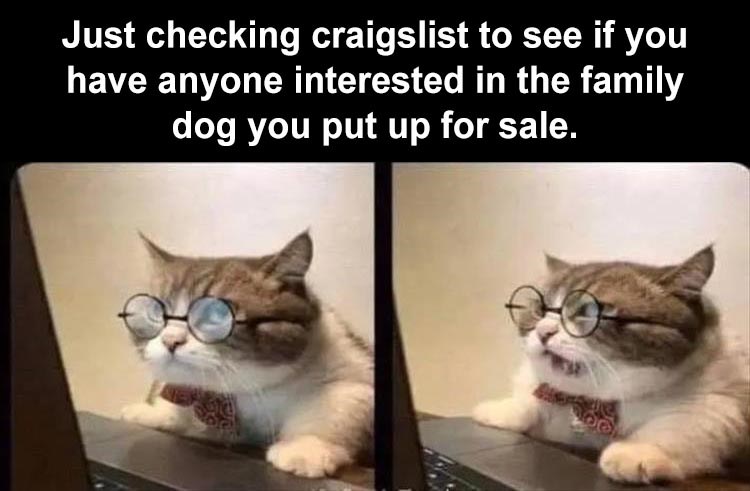 Refresh. Refresh. - I Can Has Cheezburger?