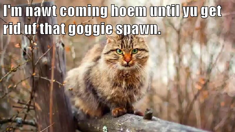 Home? Alone! - Lolcats - lol | cat memes | funny cats | funny cat ...