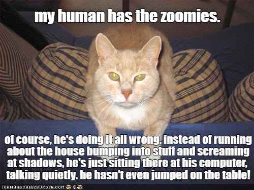 Zoom zoomies meeting - Lolcats - lol | cat memes | funny cats | funny ...