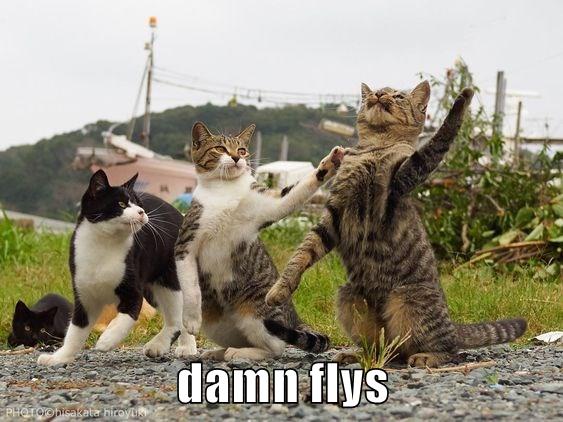 Damn flys - Lolcats - lol | cat memes | funny cats | funny cat pictures ...