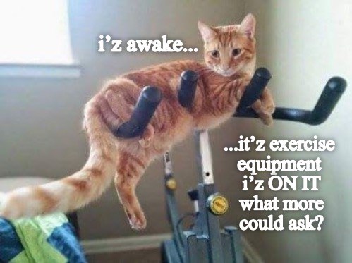 Cats Idea Of A Workout - Lolcats - lol | cat memes | funny cats | funny ...