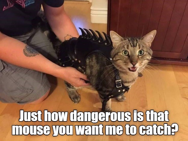 Lolcats - lol | cat memes | funny cats | funny cat pictures with words ...