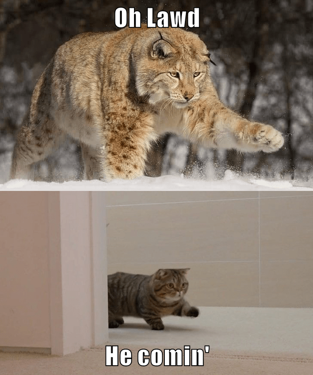 Oh Lawd He comin' - Lolcats - lol | cat memes | funny cats | funny cat pictures with words on ...