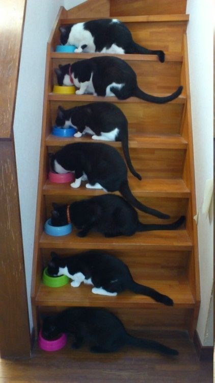 Watch Your Step Here! - Lolcats - lol | cat memes | funny cats | funny ...