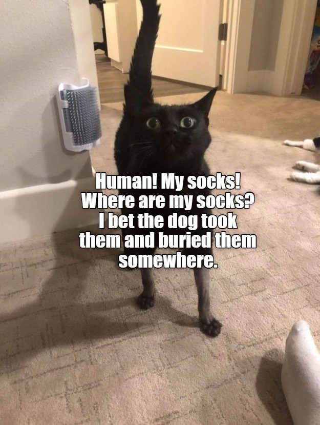 Where are my socks? - Lolcats - lol | cat memes | funny cats | funny ...