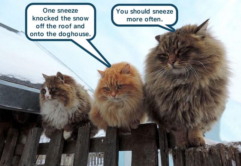 Useful cold - Lolcats - lol | cat memes | funny cats | funny cat ...