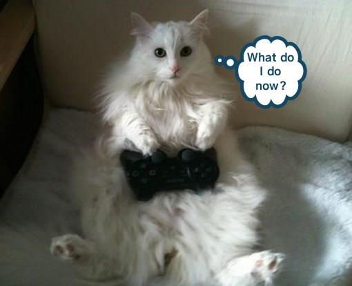 "Game Over" - Lolcats - lol | cat memes | funny cats | funny cat ...