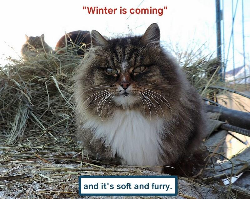 "Winter is coming" - Lolcats - lol | cat memes | funny cats | funny cat ...