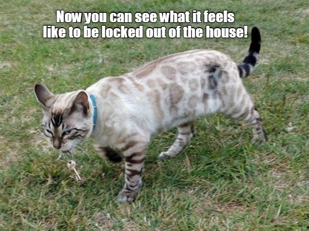 Untitled - Lolcats - lol | cat memes | funny cats | funny cat pictures ...