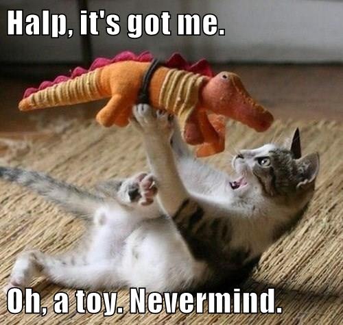 Nevermind. - Lolcats - lol | cat memes | funny cats | funny cat ...