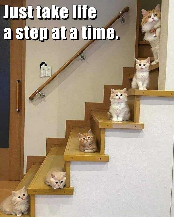 A step at a time. - Lolcats - lol | cat memes | funny cats | funny cat ...