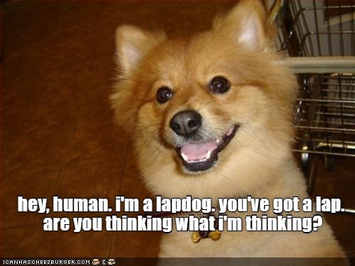 Are you thinking what i'm thinking? - I Has A Hotdog - Dog Pictures ...