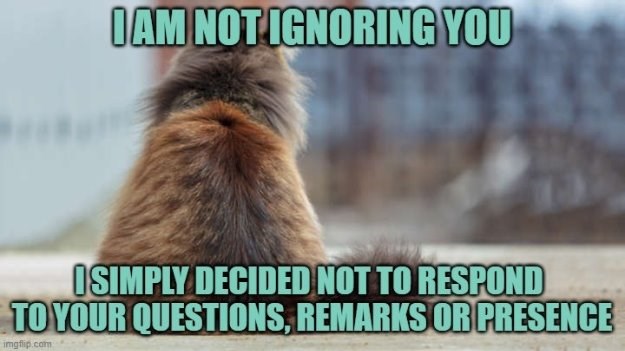 NOT ignoring - Lolcats - lol | cat memes | funny cats | funny cat ...