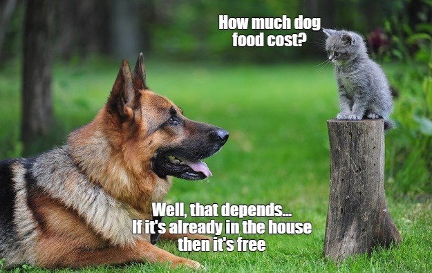 My Dog's A Genius - I Has A Hotdog - Dog Pictures - Funny pictures of ...