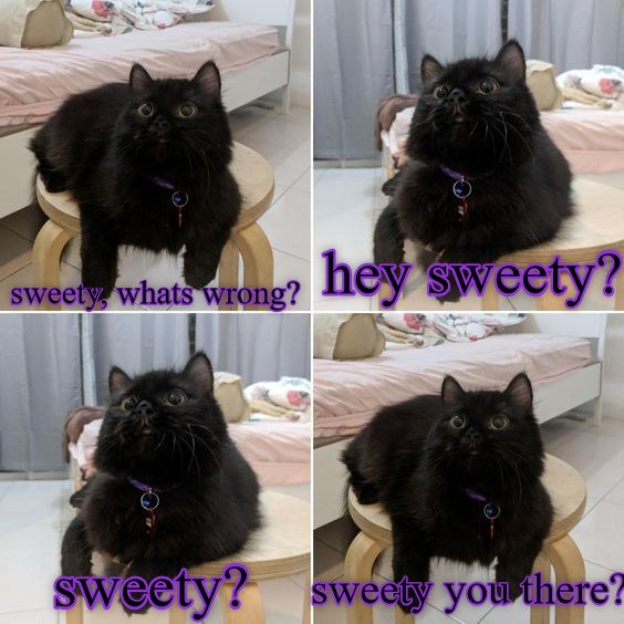 Sweety? - Lolcats - lol | cat memes | funny cats | funny cat pictures ...