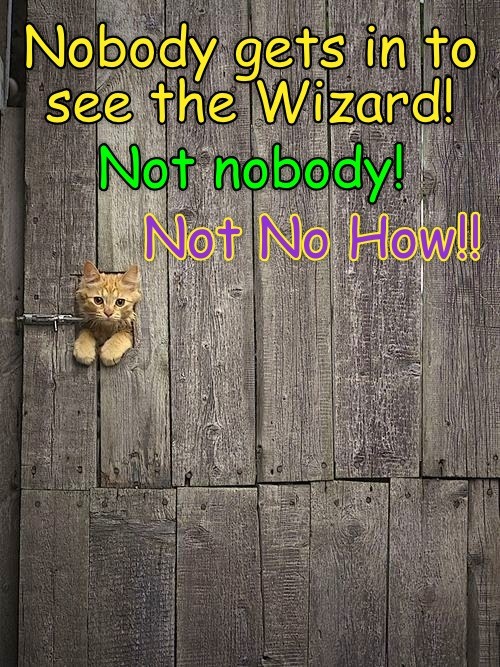 NUH-UH!! - Lolcats - lol | cat memes | funny cats | funny cat pictures ...