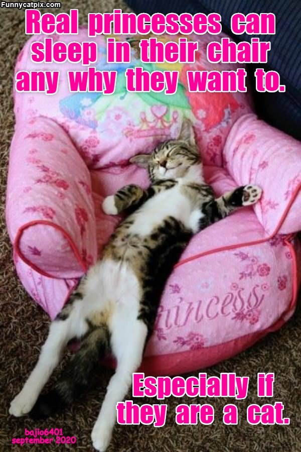 PRINCESSES HAVE PRIORITY - Lolcats - lol | cat memes | funny cats ...