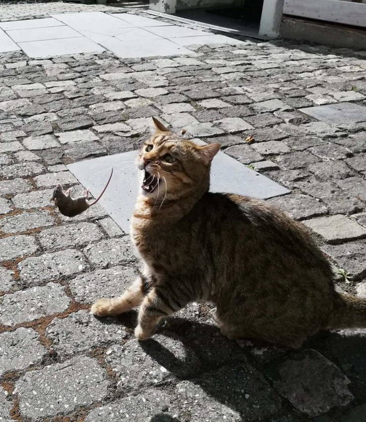 FUMBLE! - Lolcats - lol | cat memes | funny cats | funny cat pictures ...