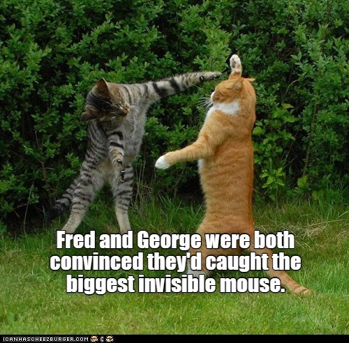 Where is my invisible tape measure? - Lolcats - lol | cat memes | funny ...
