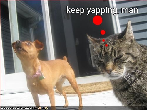 keep yapping, man - Lolcats - lol | cat memes | funny cats | funny cat ...