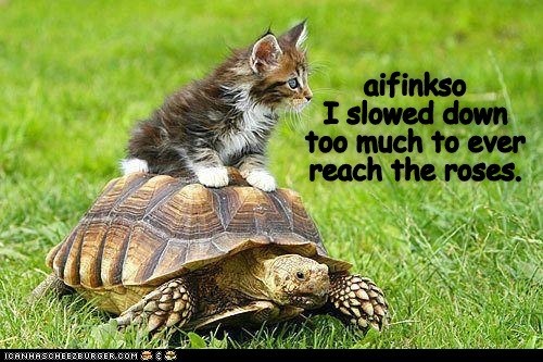 "Slow down and smell the roses" - Lolcats - lol | cat memes | funny ...