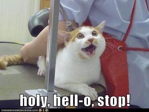 Stop! - Lolcats - lol | cat memes | funny cats | funny cat pictures ...