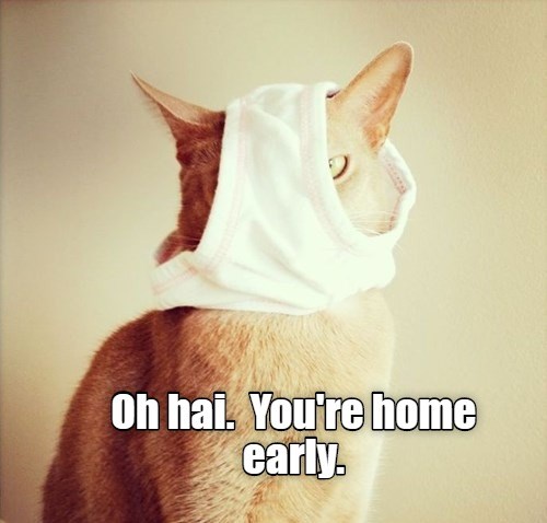 Hi there - Lolcats - lol | cat memes | funny cats | funny cat pictures ...