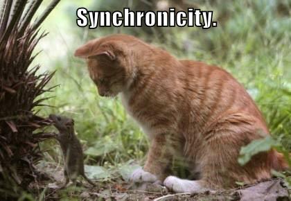 Synchronicity. - Lolcats - lol | cat memes | funny cats | funny cat ...