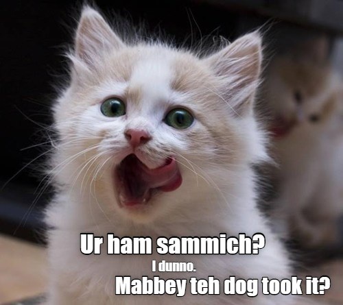 Ur ham sammich? - Lolcats - lol | cat memes | funny cats | funny cat ...