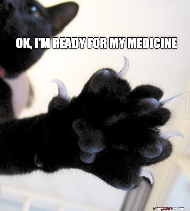 Ready, Go! - Lolcats - lol | cat memes | funny cats | funny cat ...