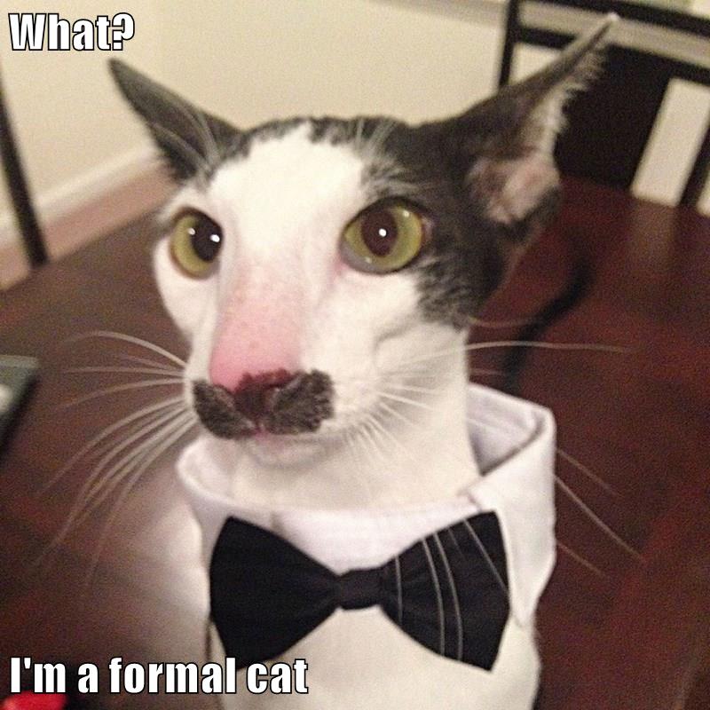 What? I'm a formal cat - Lolcats - lol | cat memes | funny cats | funny cat pictures with words ...