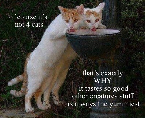 That’s NOT 4 Cats - Lolcats - lol | cat memes | funny cats | funny cat ...