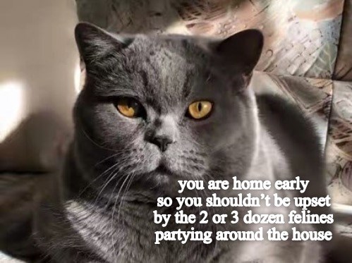 Now Keep Calm Human - Lolcats - lol | cat memes | funny cats | funny ...